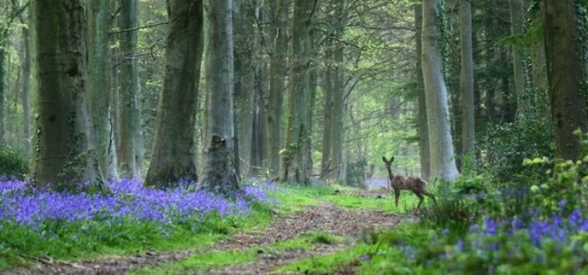 Home Page [www.timberauctions.co.uk]