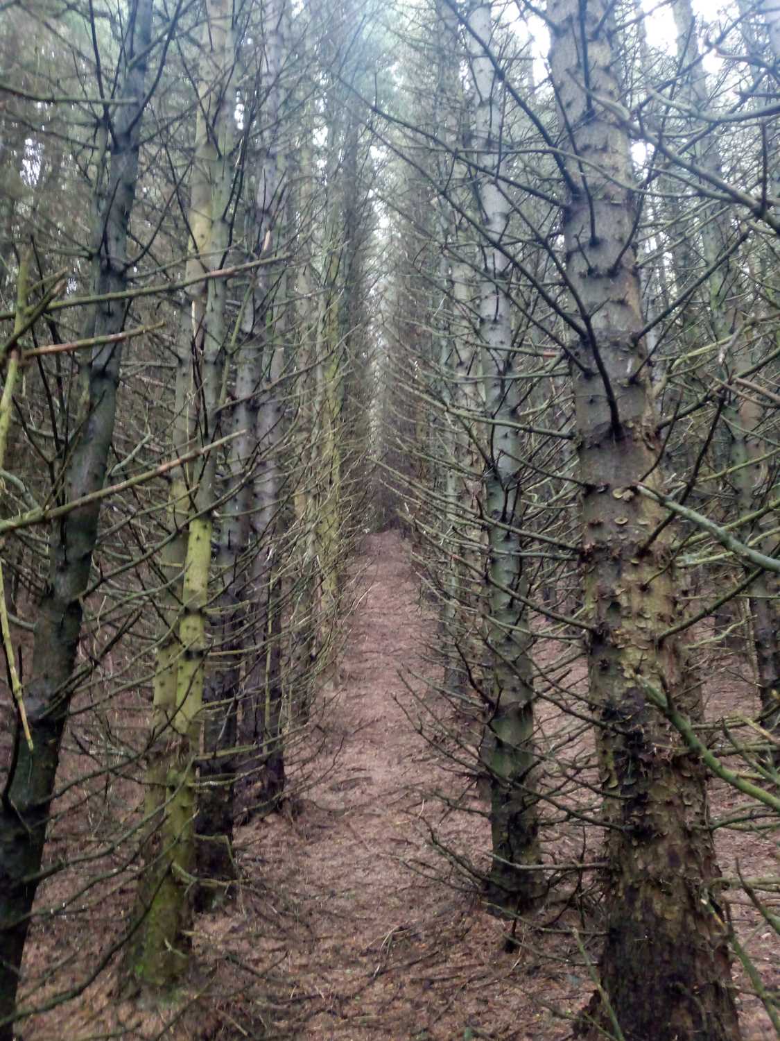 Lot 3 - 8000t of FSC Certified standing spruce near