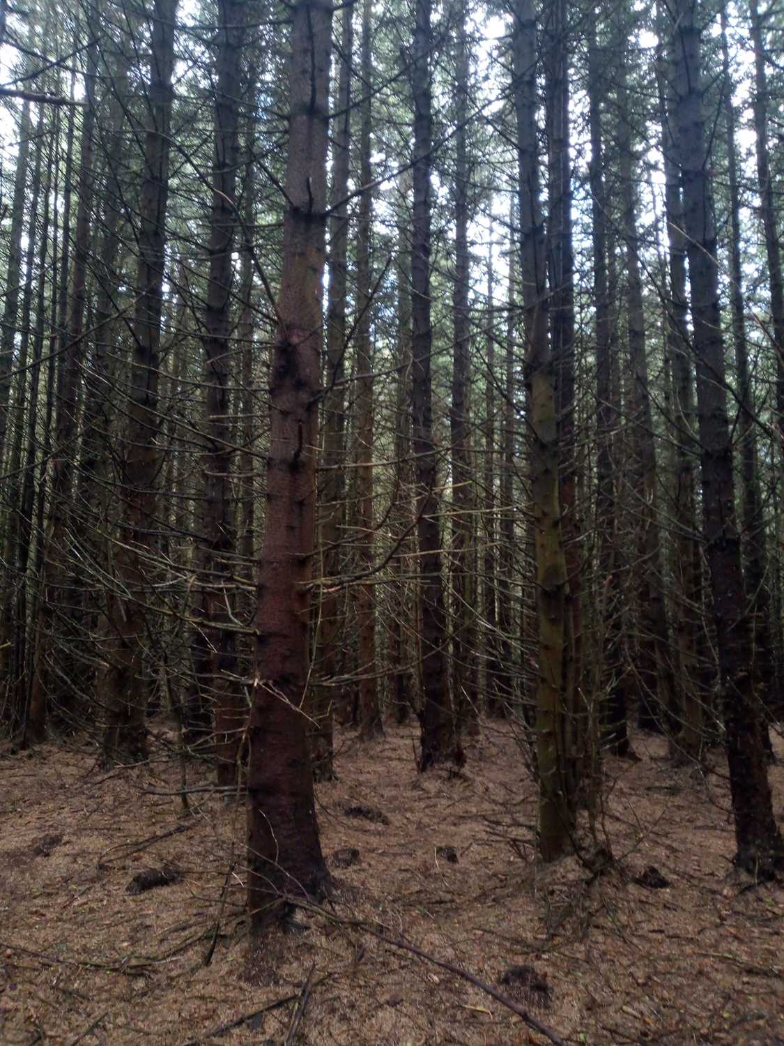 Lot 3 - 8000t of FSC Certified standing spruce near