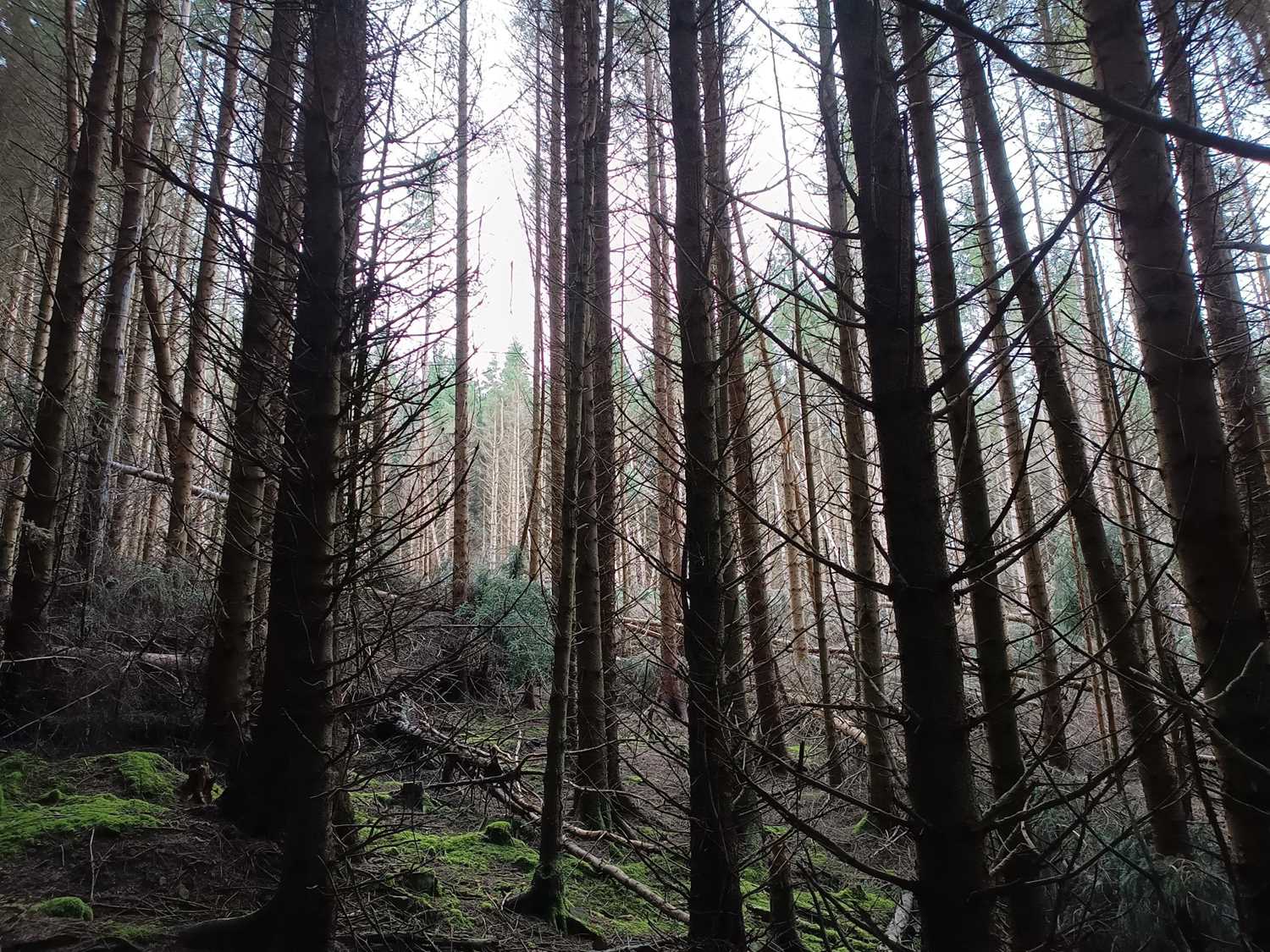Lot 1 - 7800t clearfell of Mature spruce